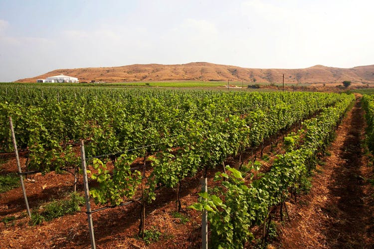 10 Road Trips to Vineyards in Nashik in 2021 - Tourist Attractions and ...